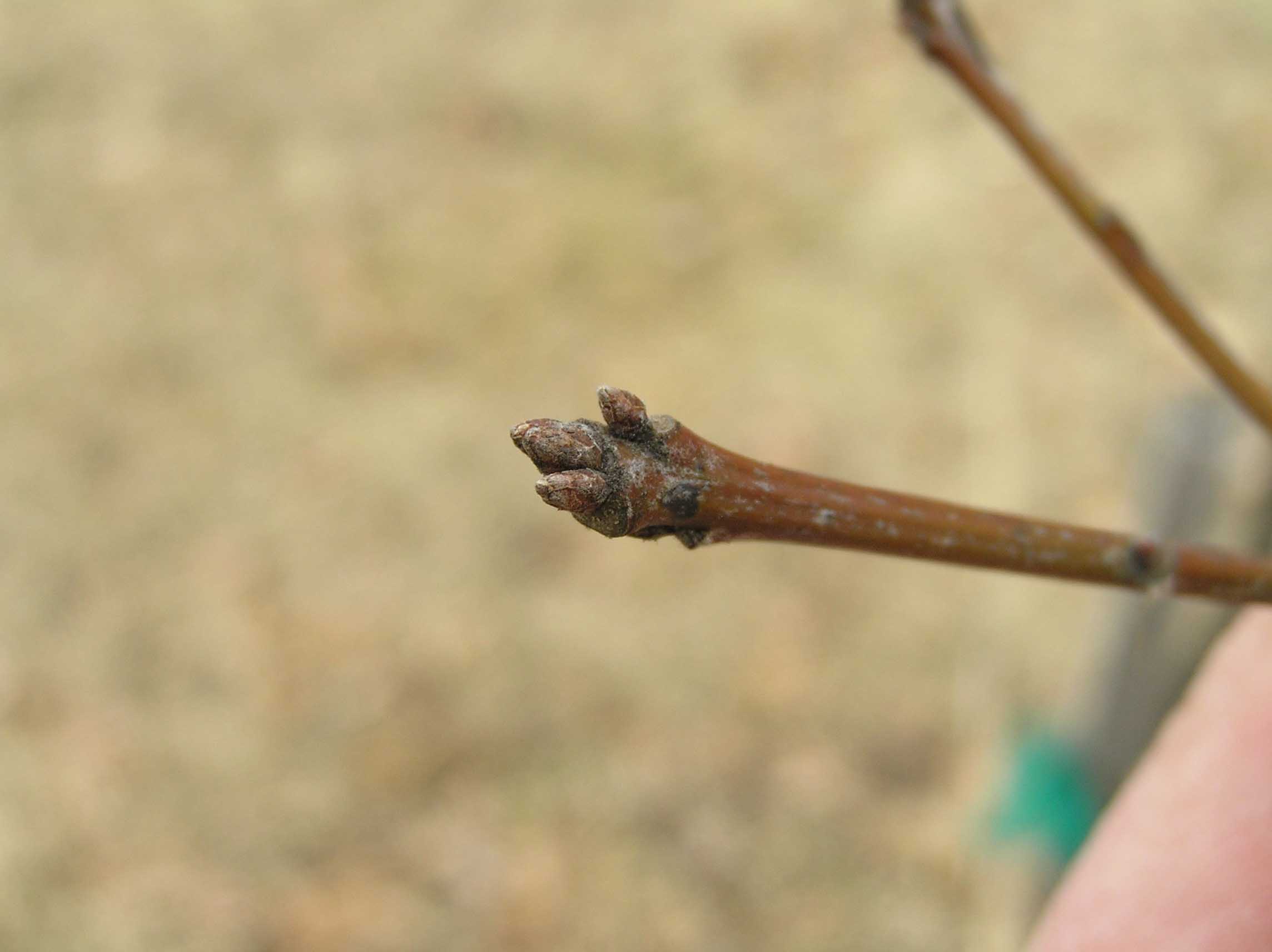 Quercus Nigra Buds