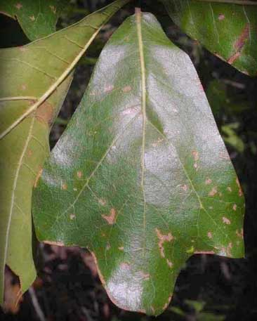 Blackjack Oak - - Purdue Fort Wayne