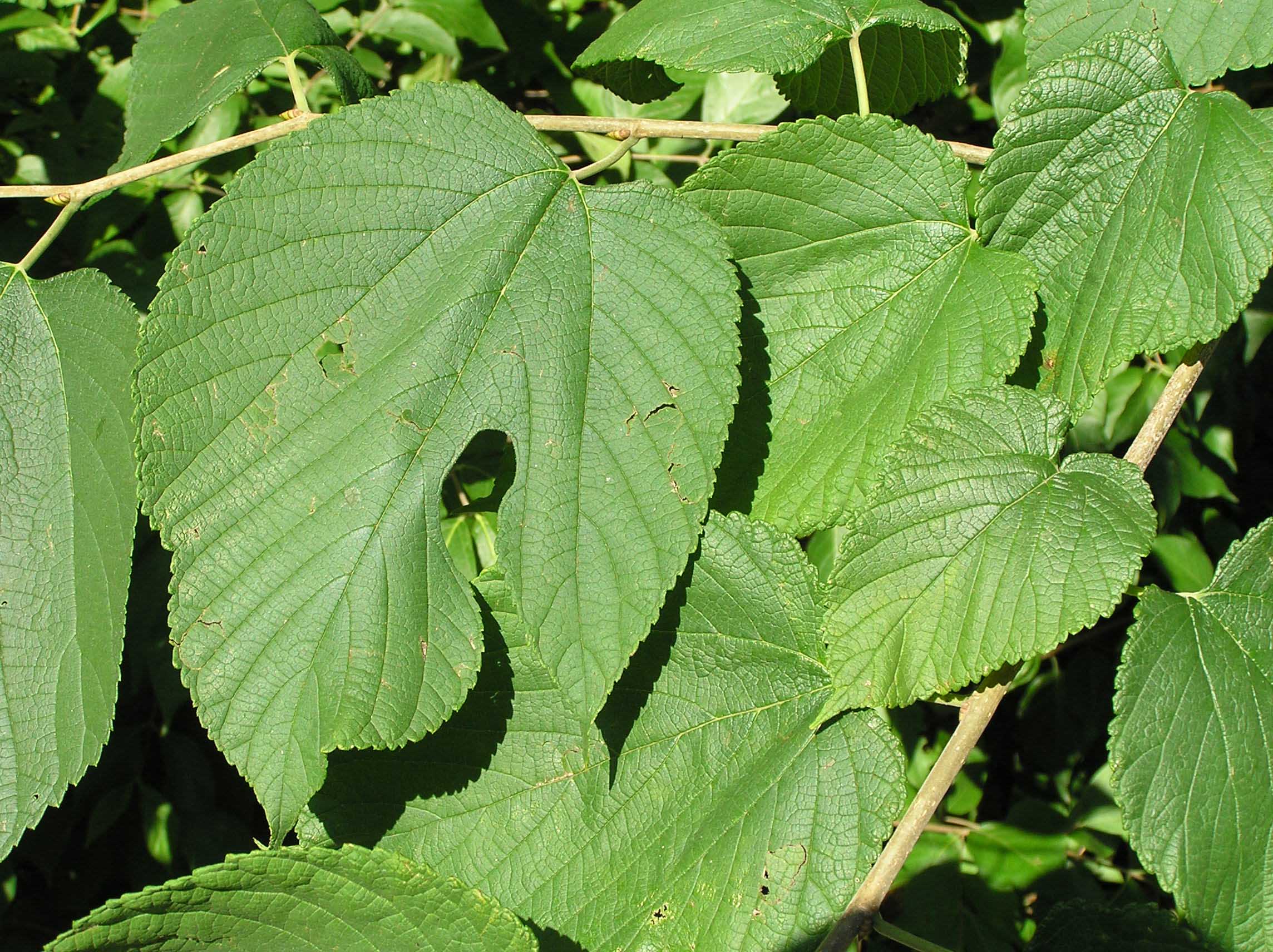 Red Mulberry Tree Leaves