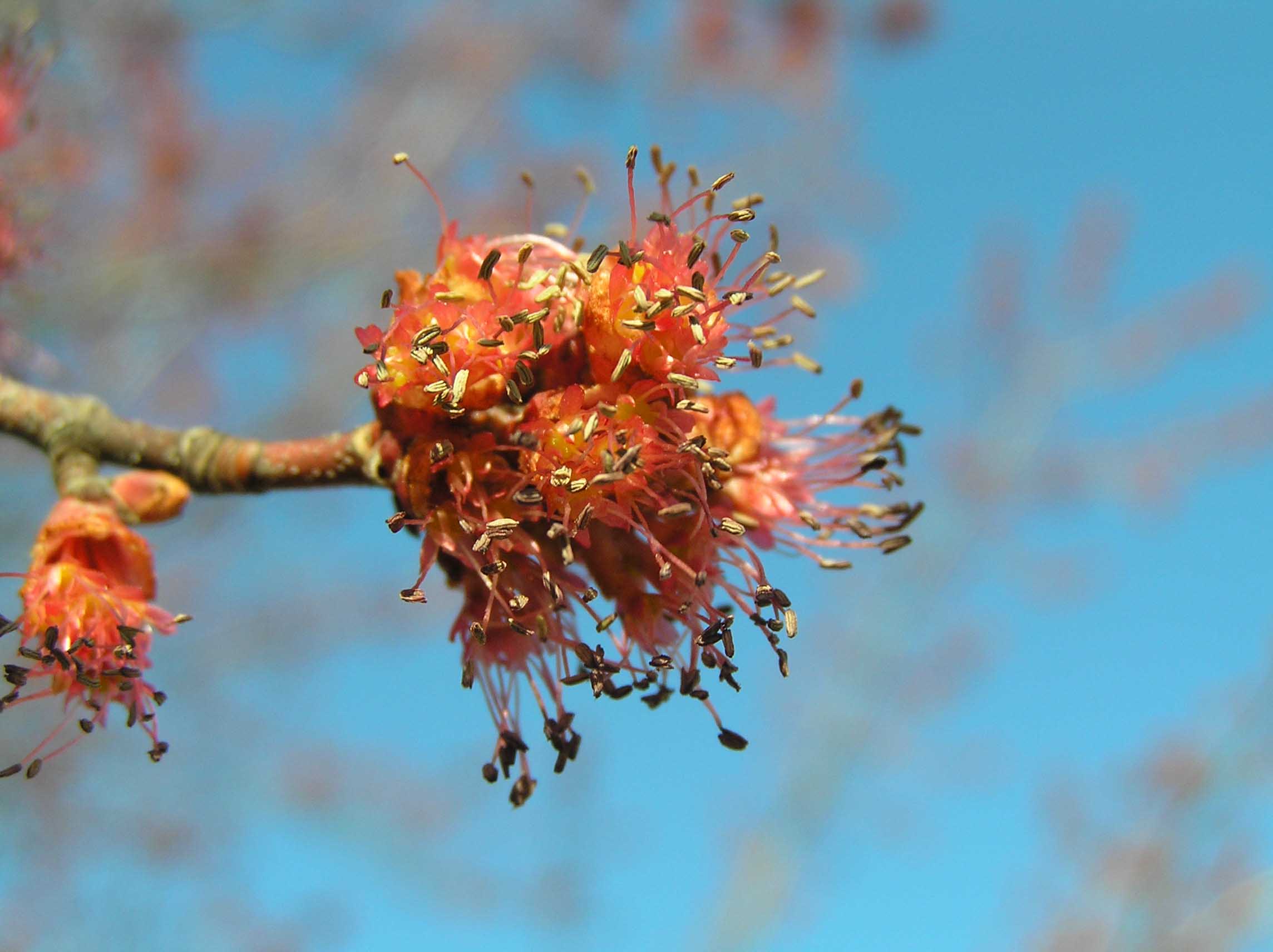 Silver Maple Flower