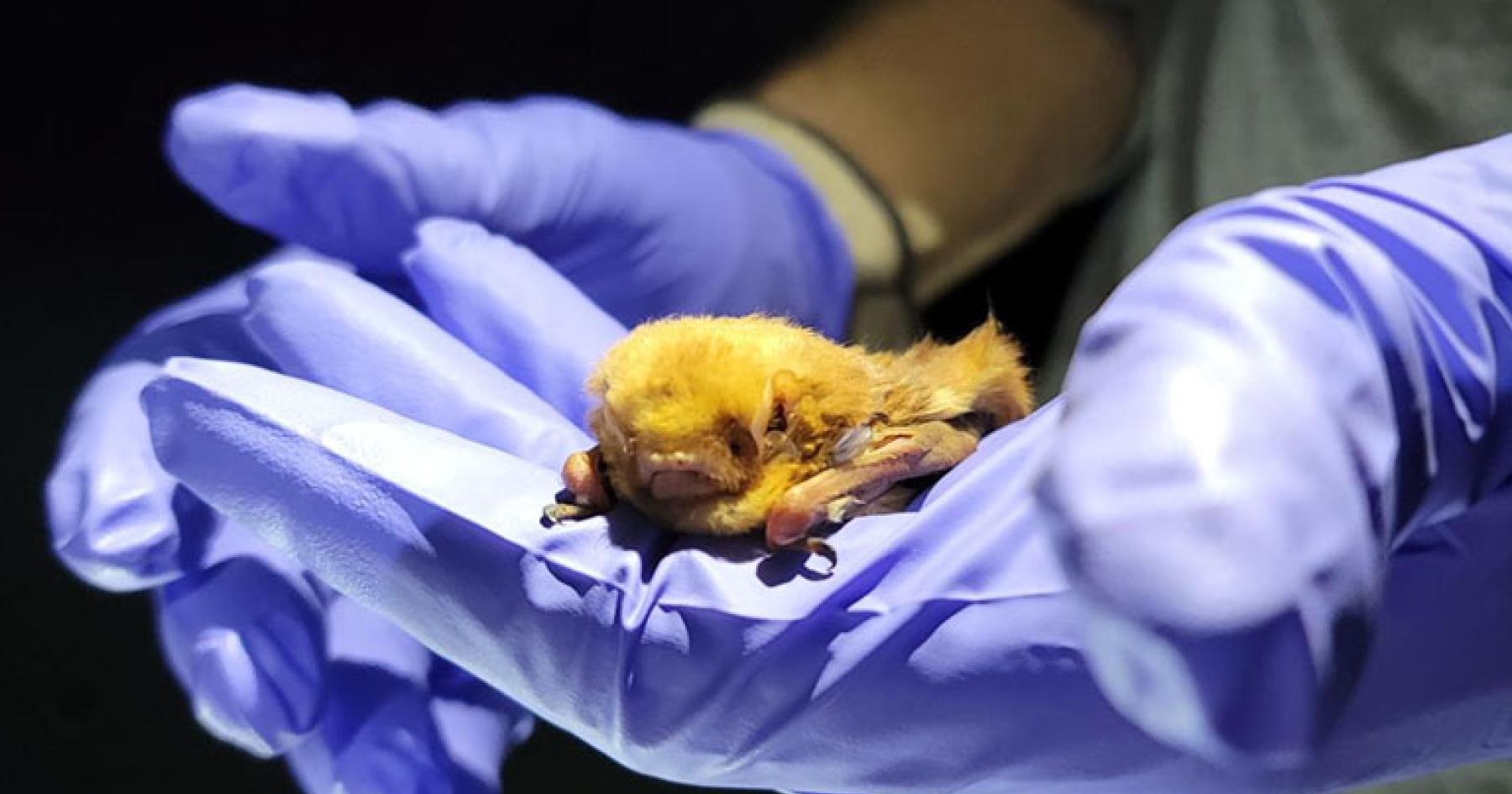 Purdue Fort Wayne’s ‘Batman’ brings spooky science into the light ...