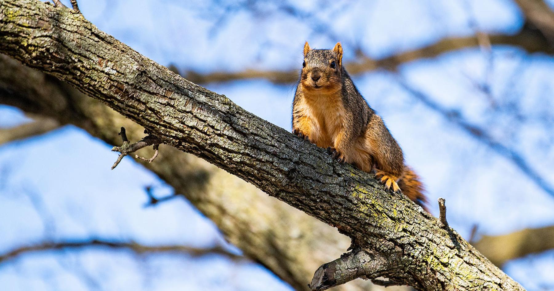 Cast of critters adds to mystique of PFW campus | Purdue University ...