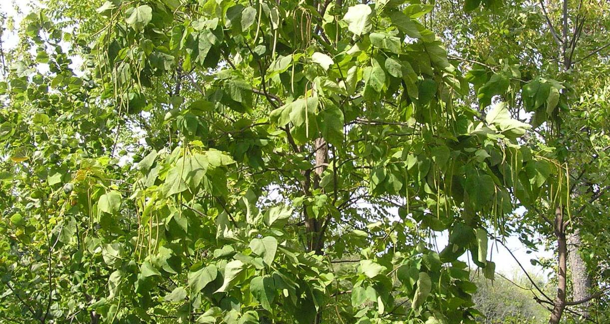 Northern Catalpa | Purdue University Fort Wayne